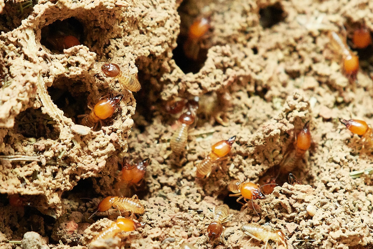 Real Estate Termite Inspection in Maryland When Buying or Selling a House